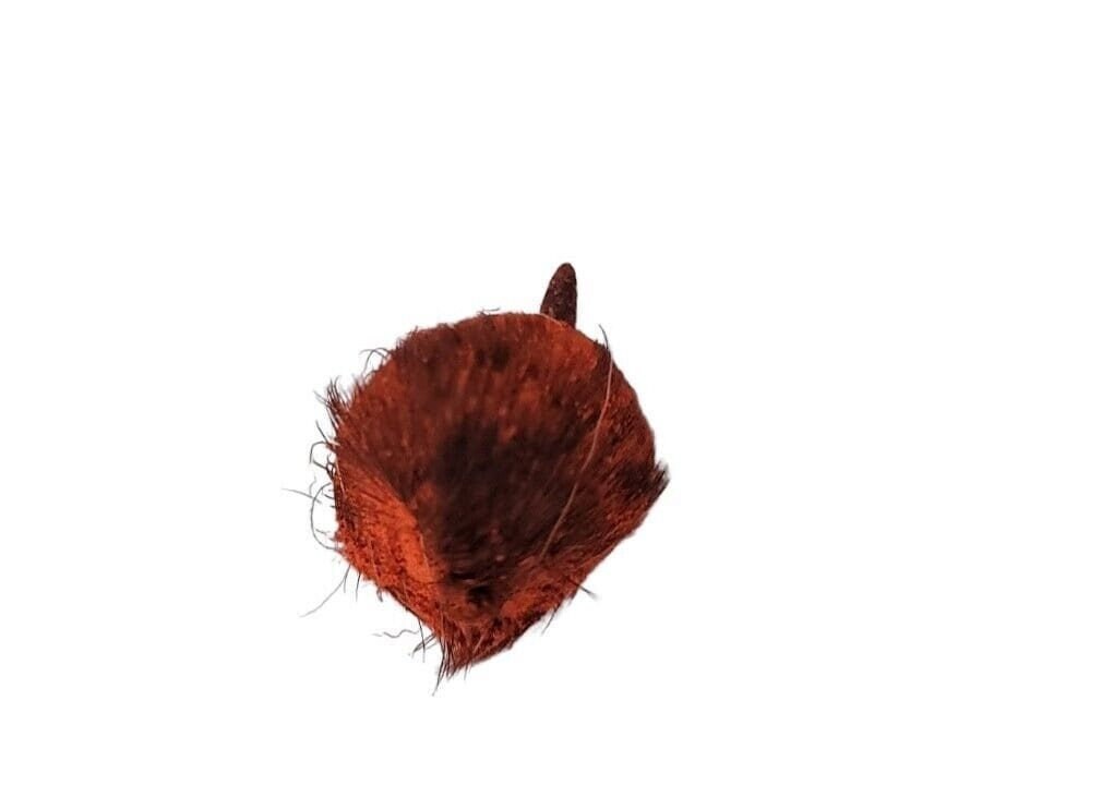 Giddar Singhi Jackal Horn Siyar ritual Wicca Pagan Magic black amulet ...